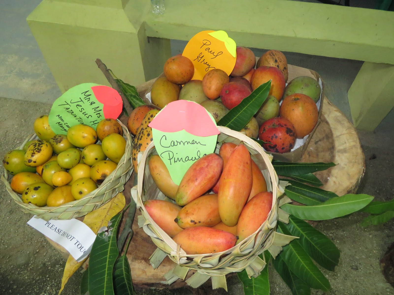 Hursts in Micronesia: Its Mango season in Guam